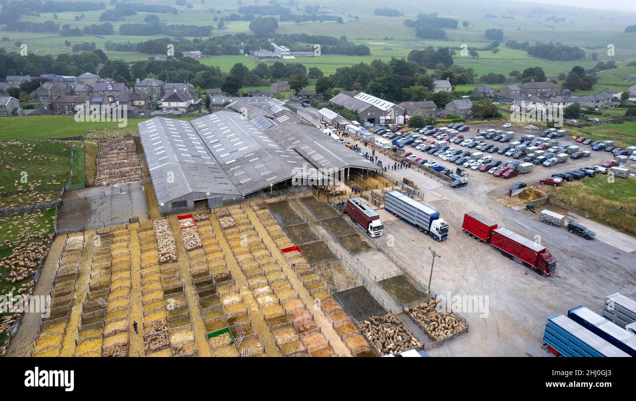 Aerial view of the Mule Gimmer lamb sale at Hawes Auction mart in the ...
