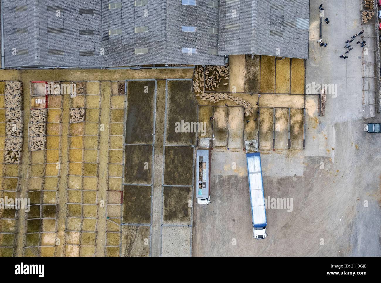 Aerial view of the Mule Gimmer lamb sale at Hawes Auction mart in the ...