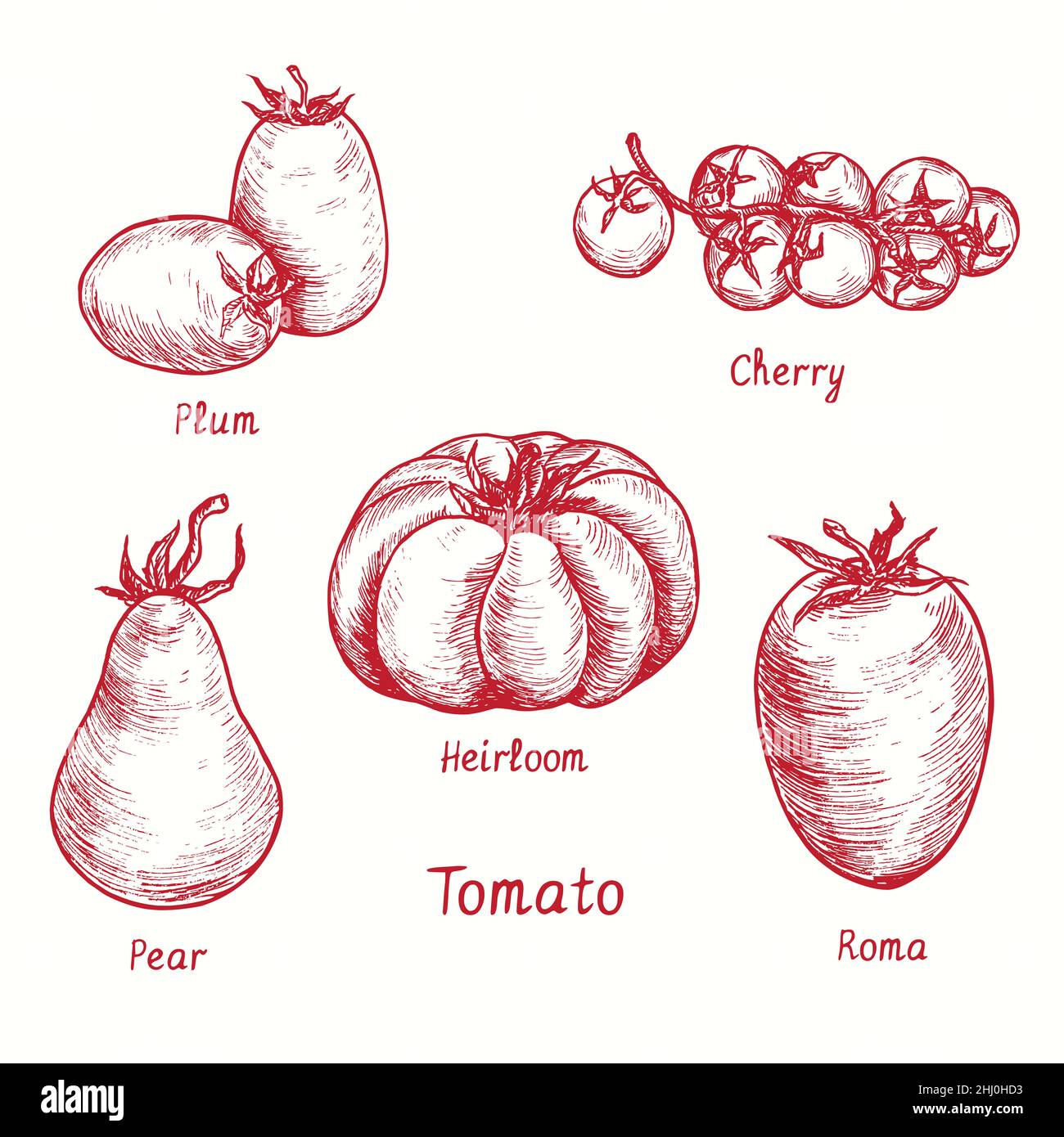 Tomato variety collection. Plum, Cherry, Pear, Heirloom, Roma. Ink ...