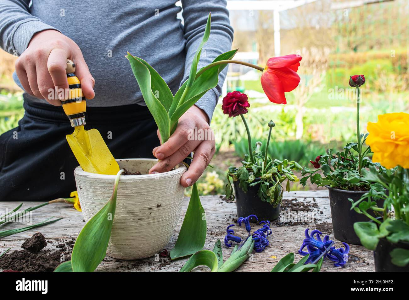 farmer's hands are digging up a flowering tulip from the pot to ...