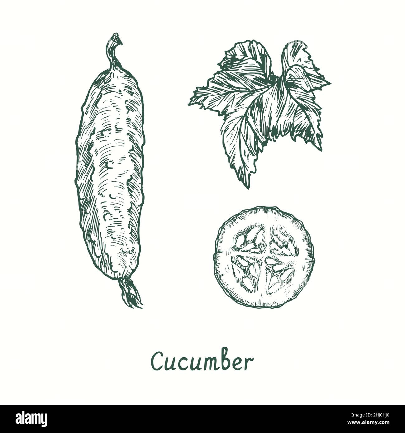 Botanical illustration of cucumber hi-res stock photography and images ...
