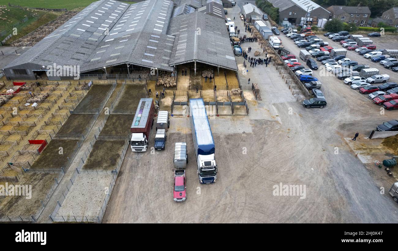Aerial view of the Mule Gimmer lamb sale at Hawes Auction mart in the ...
