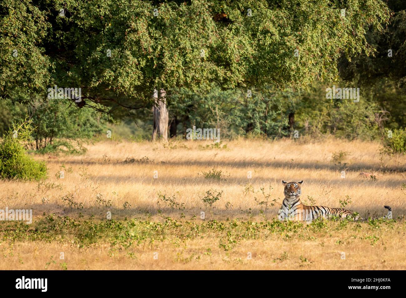 wild bengal tiger in natural scenic landscape background with nature ...