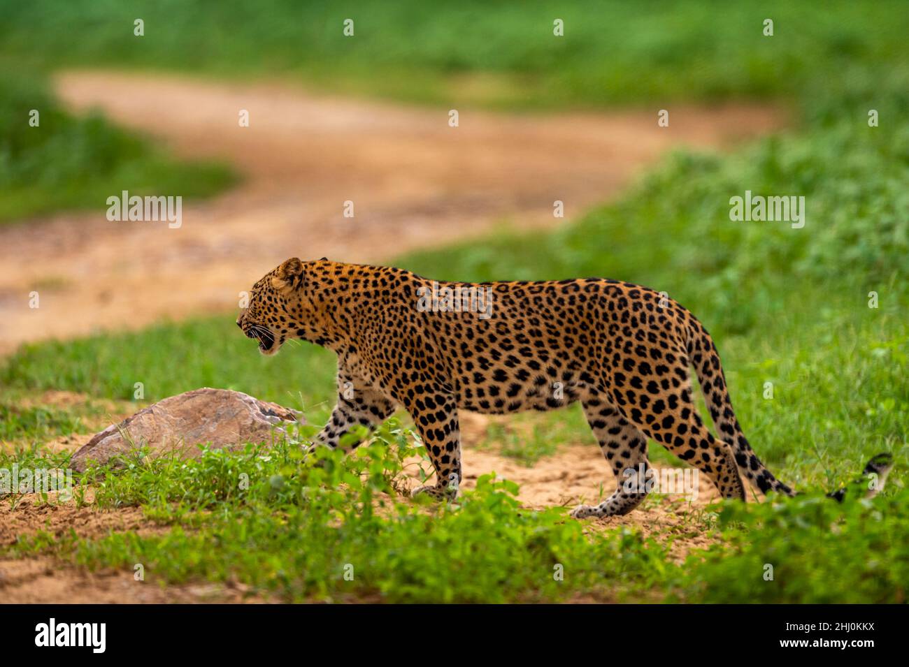 indian wild male leopard or panther full length side profile prowl or ...