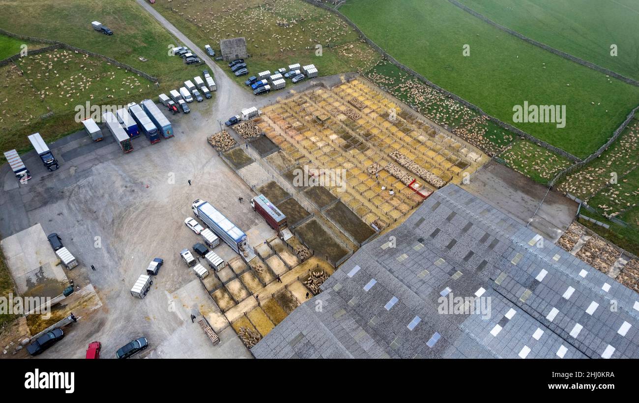 Aerial view of the Mule Gimmer lamb sale at Hawes Auction mart in the ...