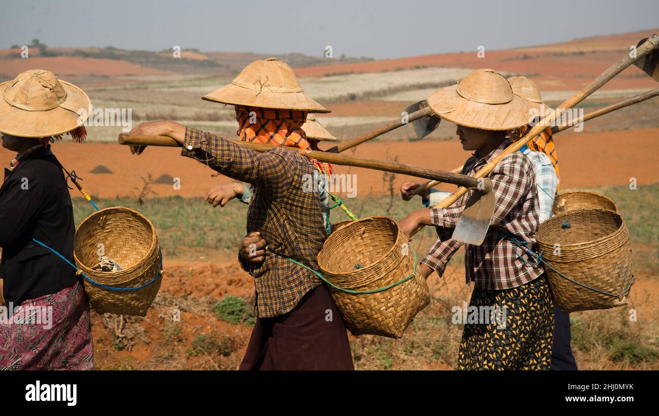 Fieldworkers hi-res stock photography and images - Alamy