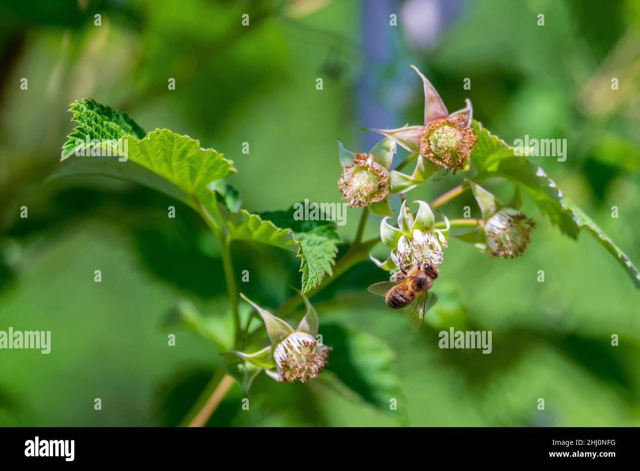 A bee collects nectar from a blooming raspberry. Pollination Stock ...