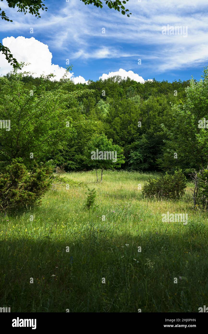 Clearing bush hi-res stock photography and images - Alamy
