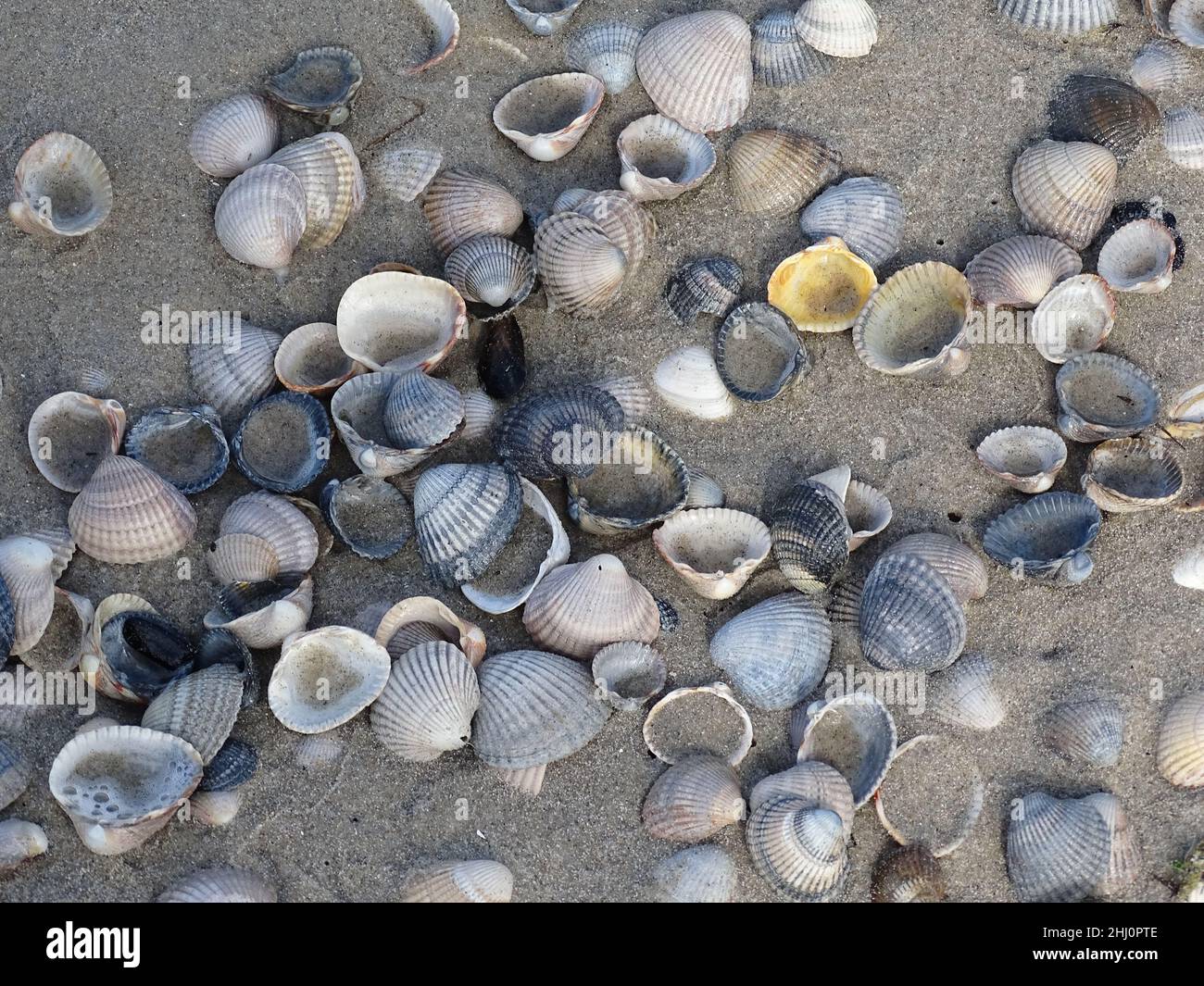 several shells on the beach at the north sea, texel netherlands, with ...