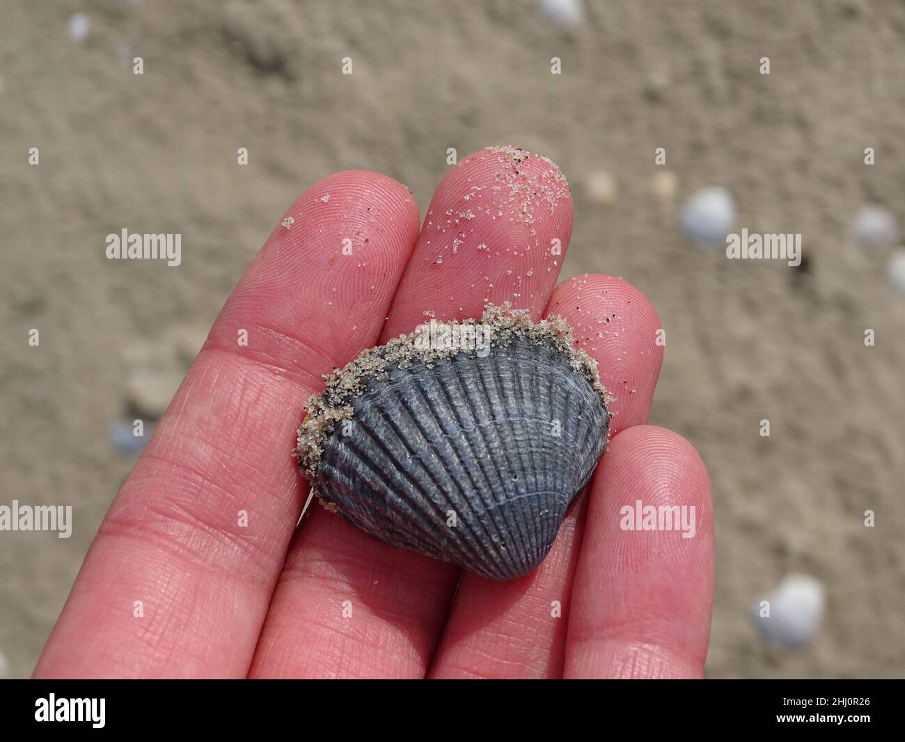a blue cockle (Cerastoderma edule) on a hand with the beach on the ...
