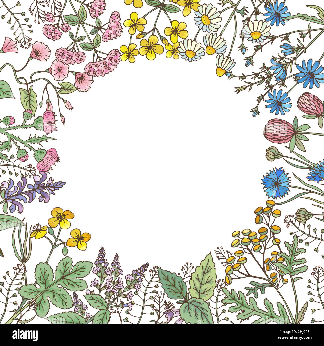 Medical herb border with empty space. Botanical frame Stock Vector ...