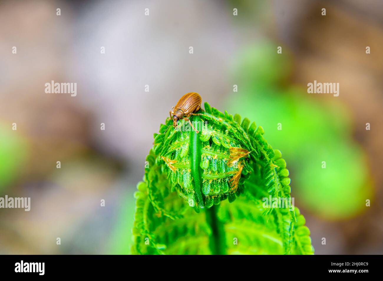 Weevil Polydrusus mollis sits on top of a spiral young fern frond ...