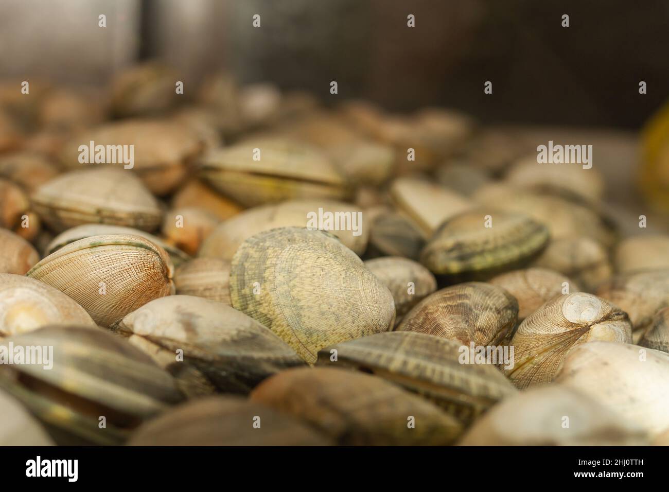 Atlantic clams hi-res stock photography and images - Alamy