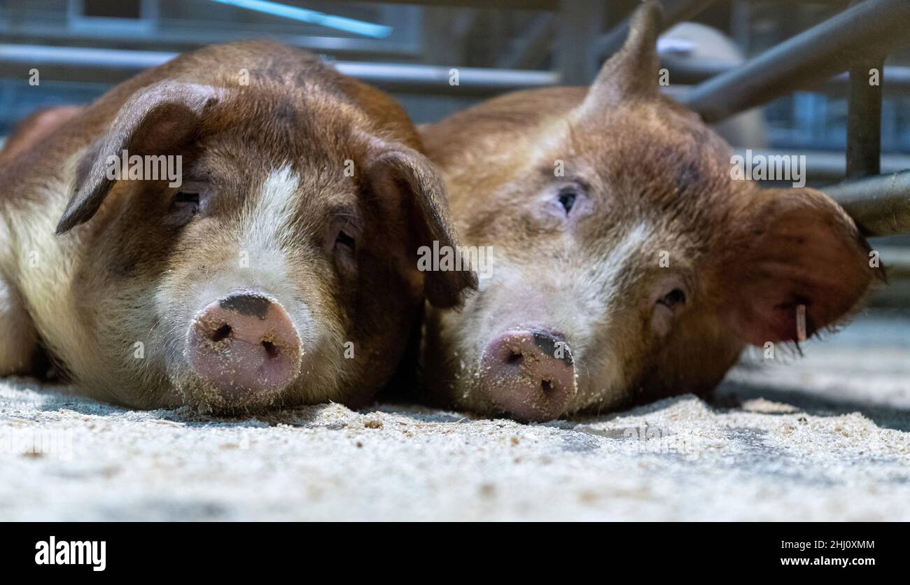 Pigs sleeping on a sawdust floor in a farm shed. Cumbria, UK Stock ...