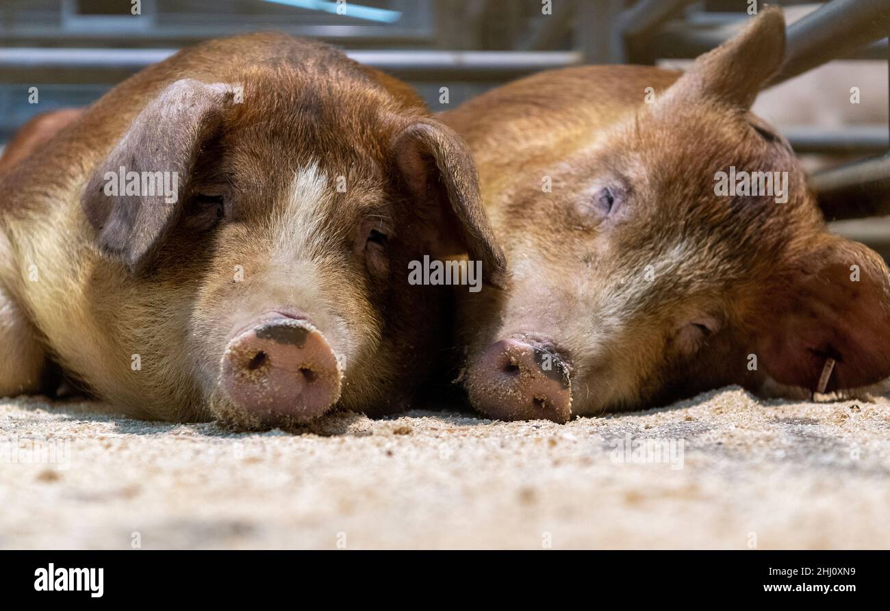 Pigs sleeping on a sawdust floor in a farm shed. Cumbria, UK Stock ...