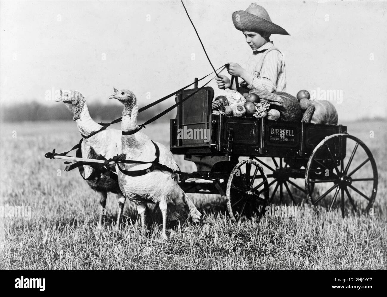 Quirky turkeys taking a break from farm-work to indulge a small boy's ...