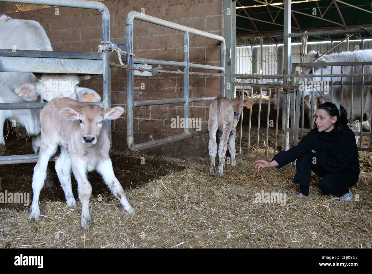Breeding chianina calves hi-res stock photography and images - Alamy