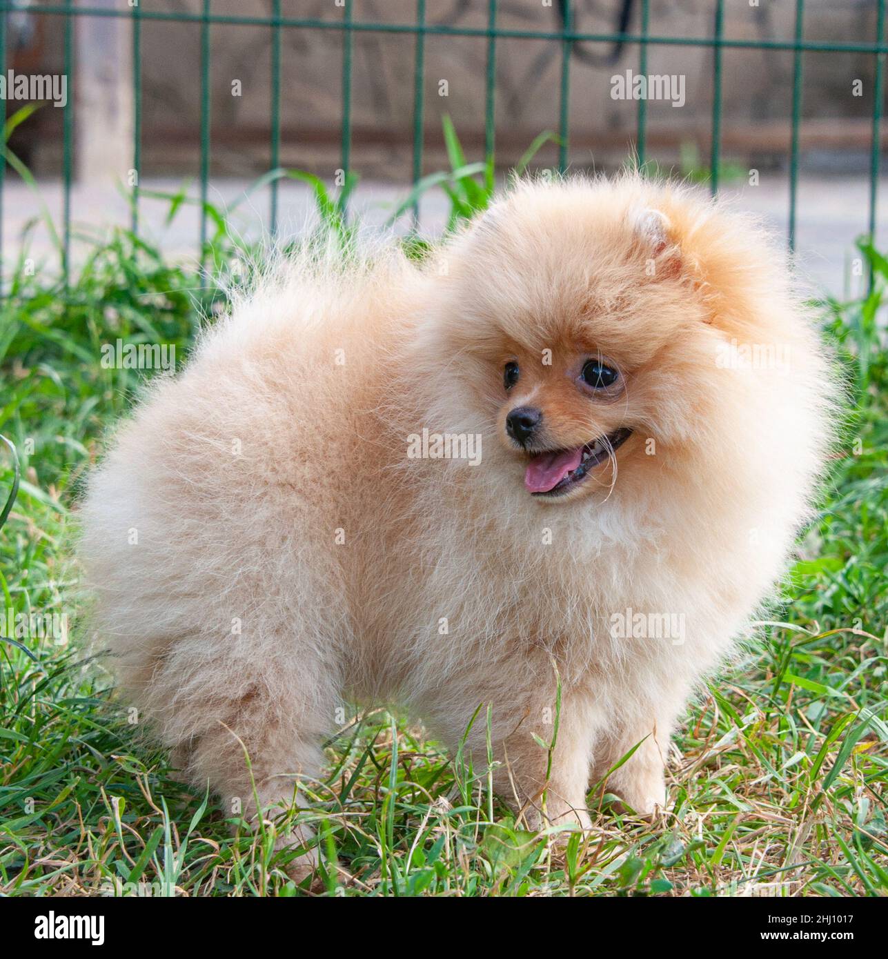 Funny yellow pomeranian on nature. Pretty puppy is good mood Stock ...