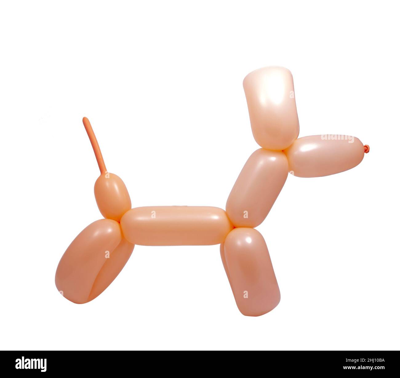 balloon model of dog isolated on the white Stock Photo - Alamy