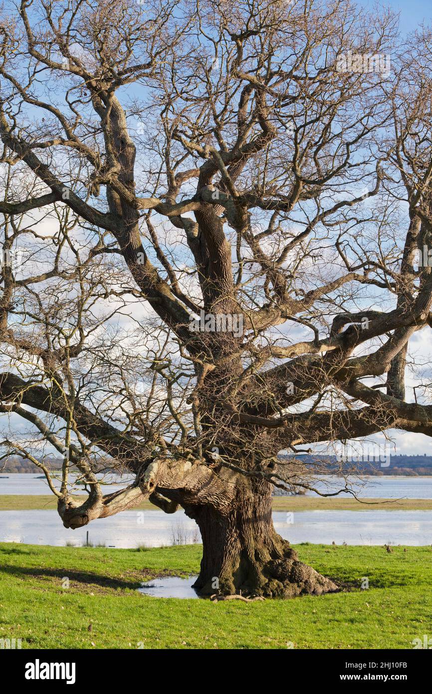 Big oak tree hi-res stock photography and images - Alamy