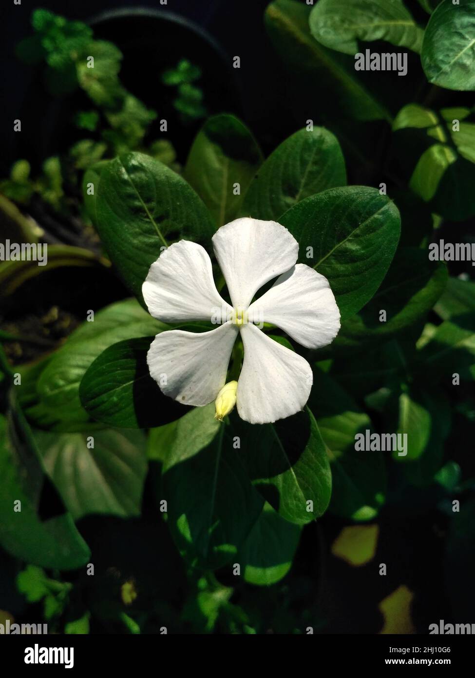 Vinca plants hi-res stock photography and images - Alamy