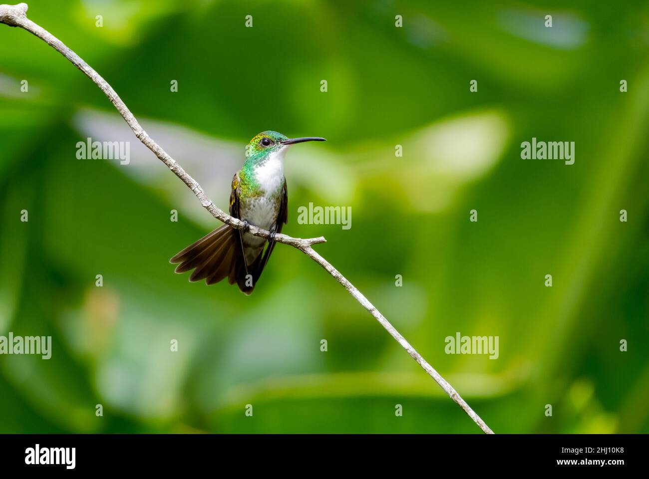 Cute White-chested Emerald hummingbird, Amazilia brevirostris, resting ...