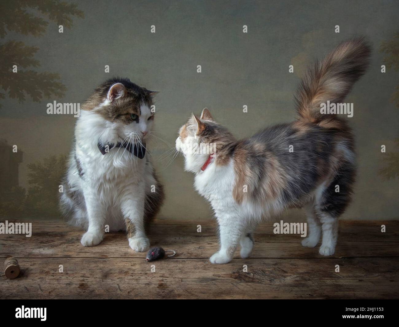 Young cat and old cat sort things out Stock Photo - Alamy