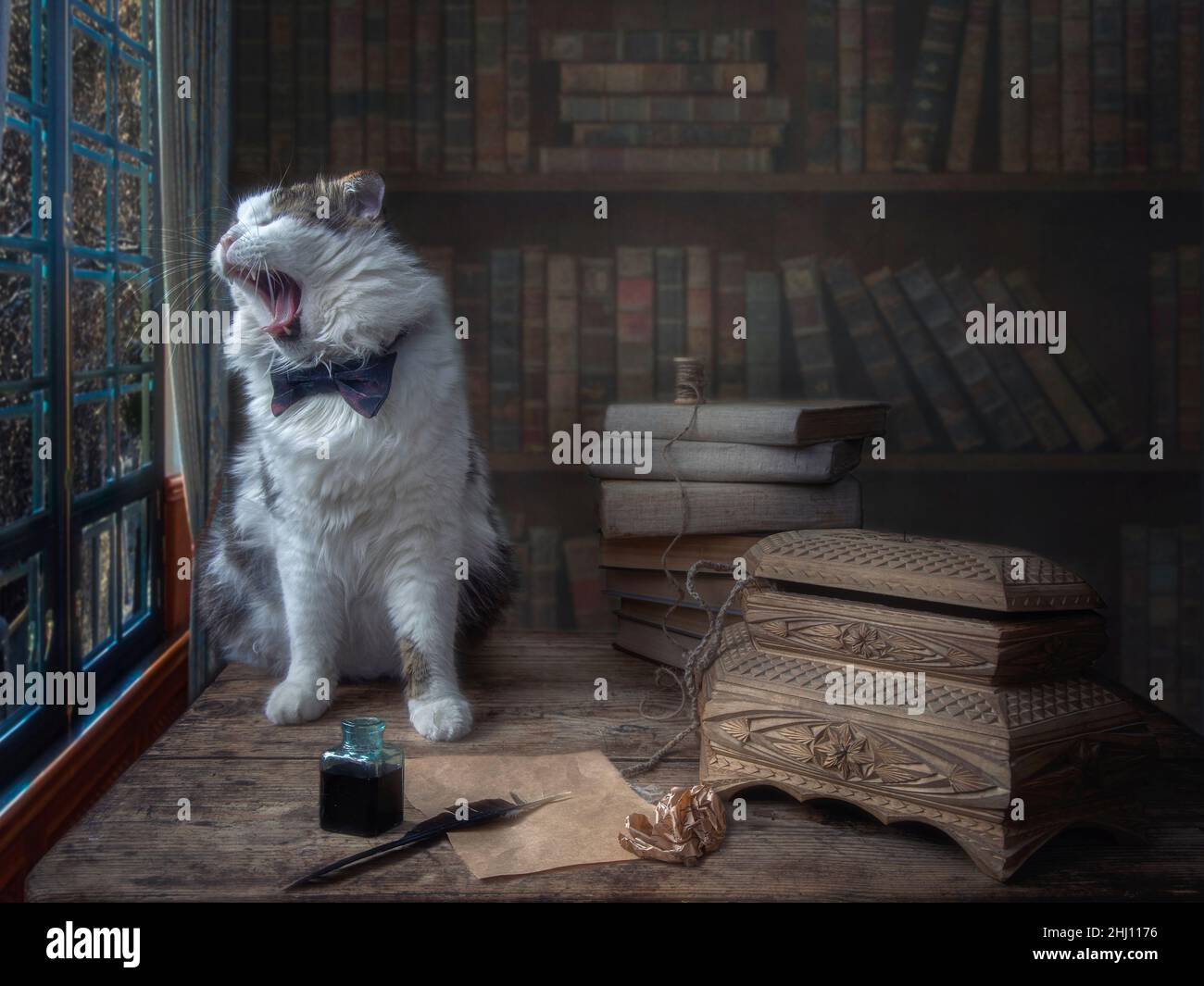 Funny cat yawns near the window in the library Stock Photo - Alamy