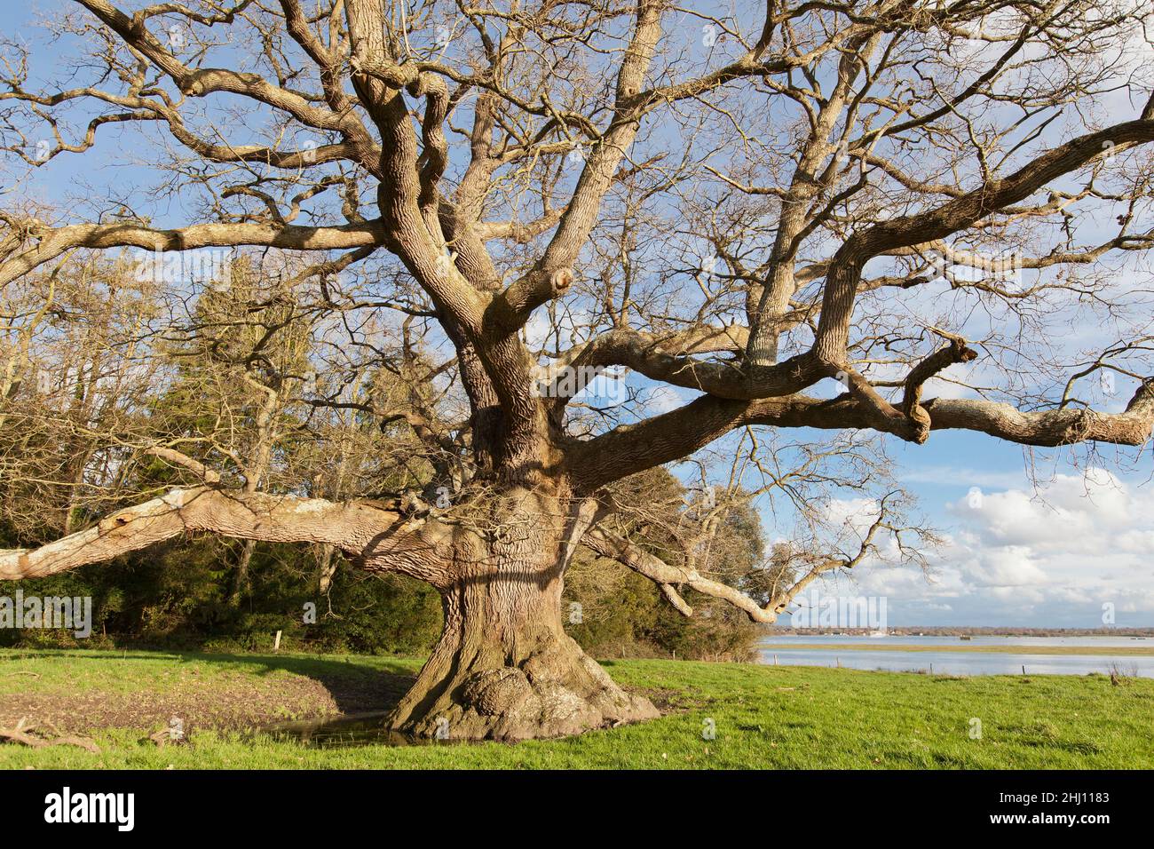 Old oak in the Marshland Marais du Cotentin et du Bessin Stock Photo ...