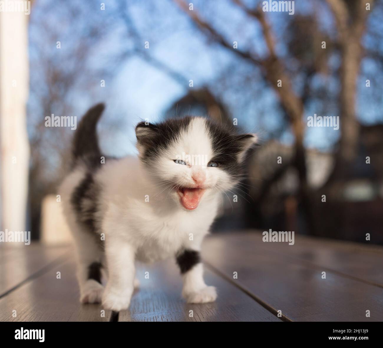 Funny Black And White Kitten Looks Into The Frame And Meows Attracting Funny Black And White Kitten Looks Into The Frame And Meows Attracting