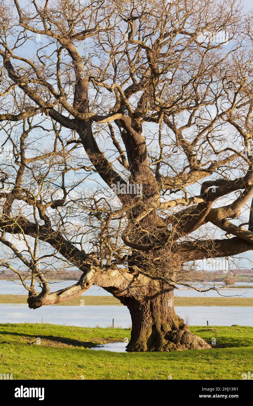 Old oak in the Marshland Marais du Cotentin et du Bessin Stock Photo ...