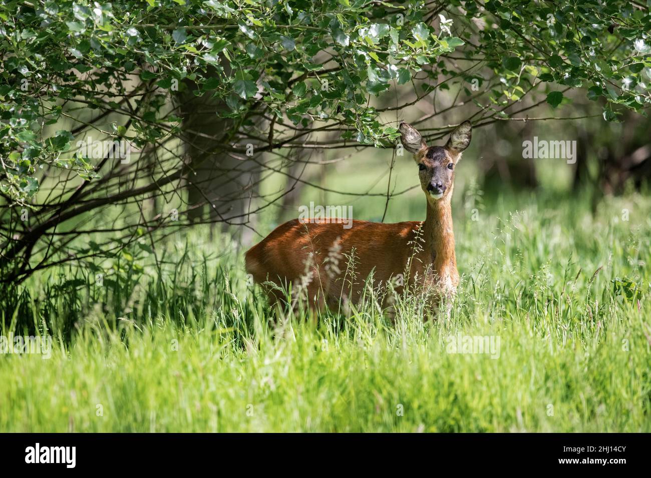 Deer under tree hi-res stock photography and images - Alamy
