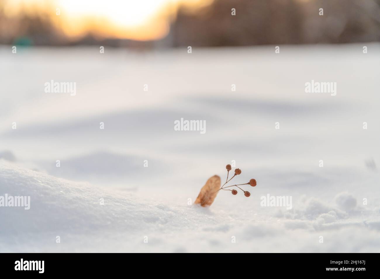 Hand drawing leaves branches hi-res stock photography and images - Alamy