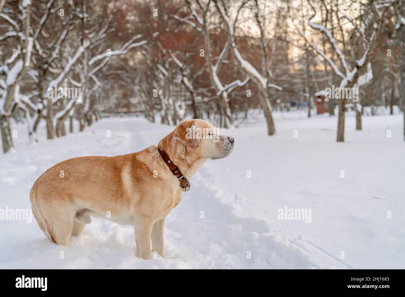 adorable fawn Labrador in winter on a walk in the park Stock Photo - Alamy