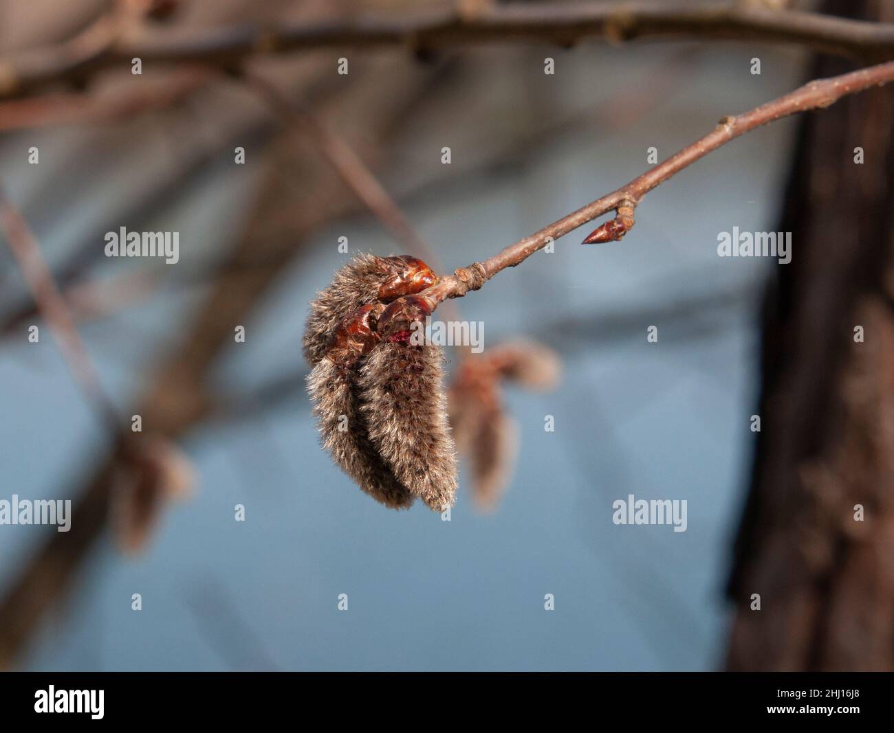 Natural fresh spring buds blooming Stock Photo - Alamy