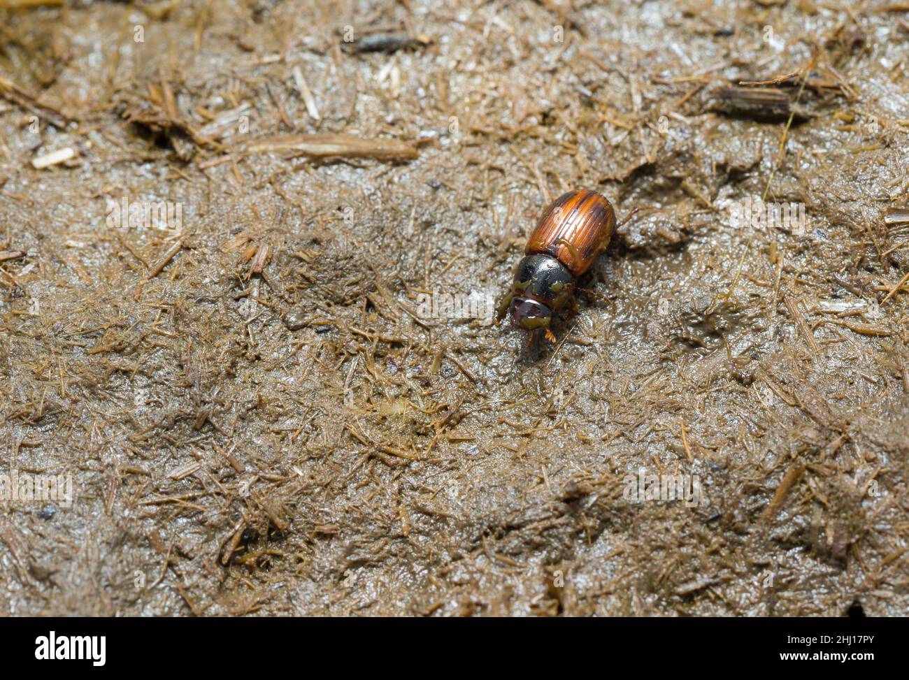 Dung beetle (Chilothorax distinctus) on cow dung Stock Photo - Alamy