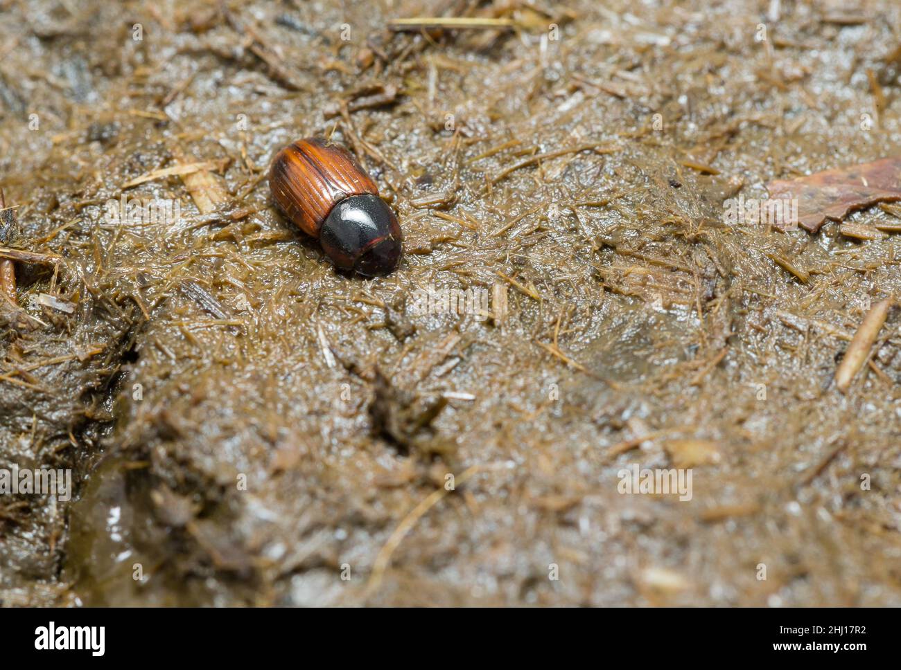 Dung beetle (Chilothorax distinctus) on cow dung Stock Photo - Alamy