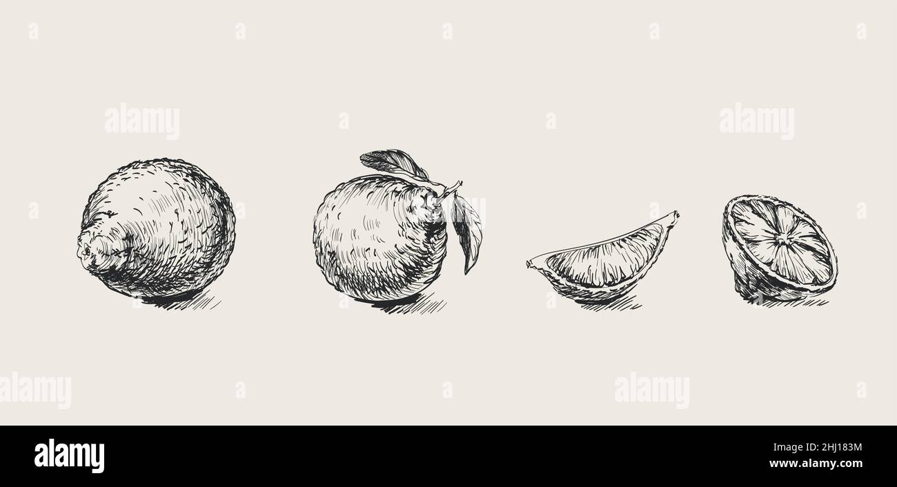 Set Lime Hand Drawn Vector Illustration Stock Vector Image & Art - Alamy