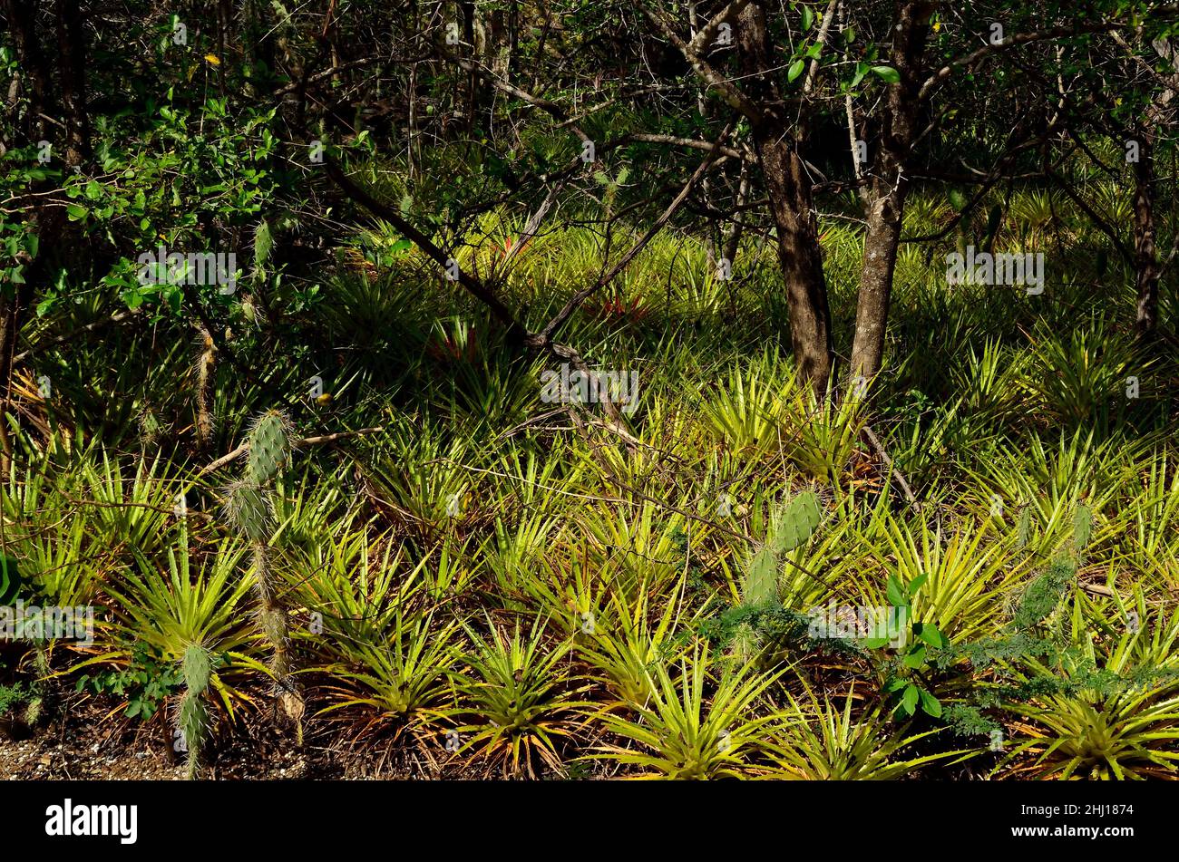 Antillen-Bodenbromelie, terrestrial bromeliad, Bromelia humilis ...