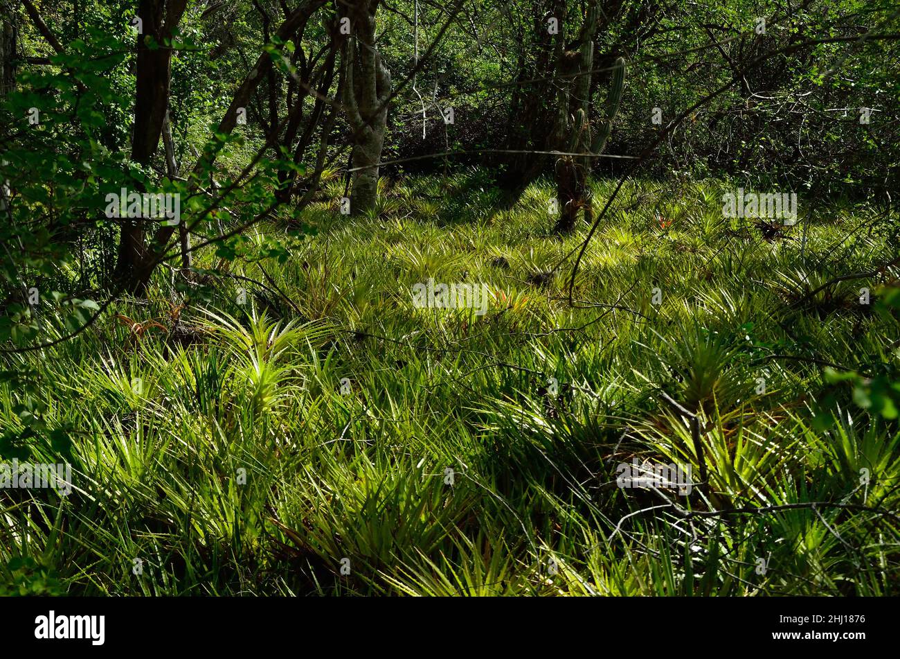 Antillen-Bodenbromelie, terrestrial bromeliad, Bromelia humilis ...