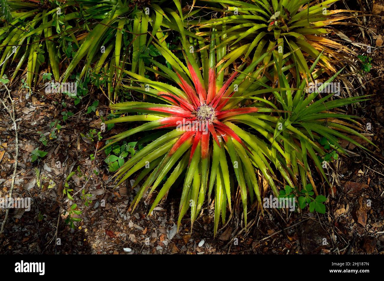 Bromelia humilis hi-res stock photography and images - Alamy