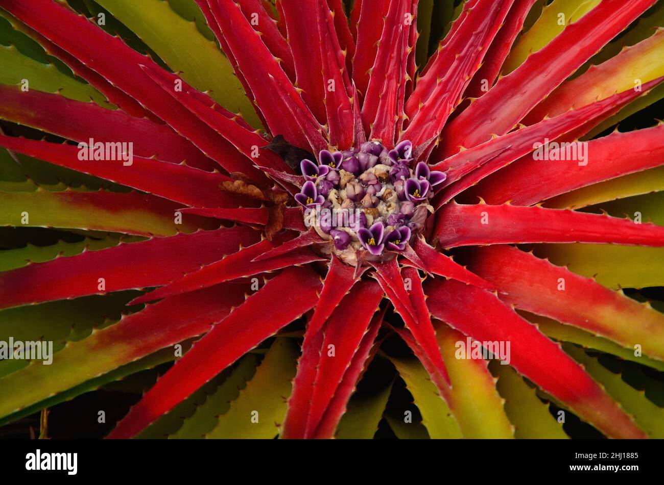 Antillen-Bodenbromelie, terrestrial bromeliad, Bromelia humilis ...