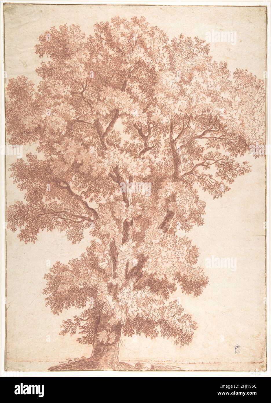 Tree 17th century Anonymous, Italian, Roman-Bolognese, 17th century ...