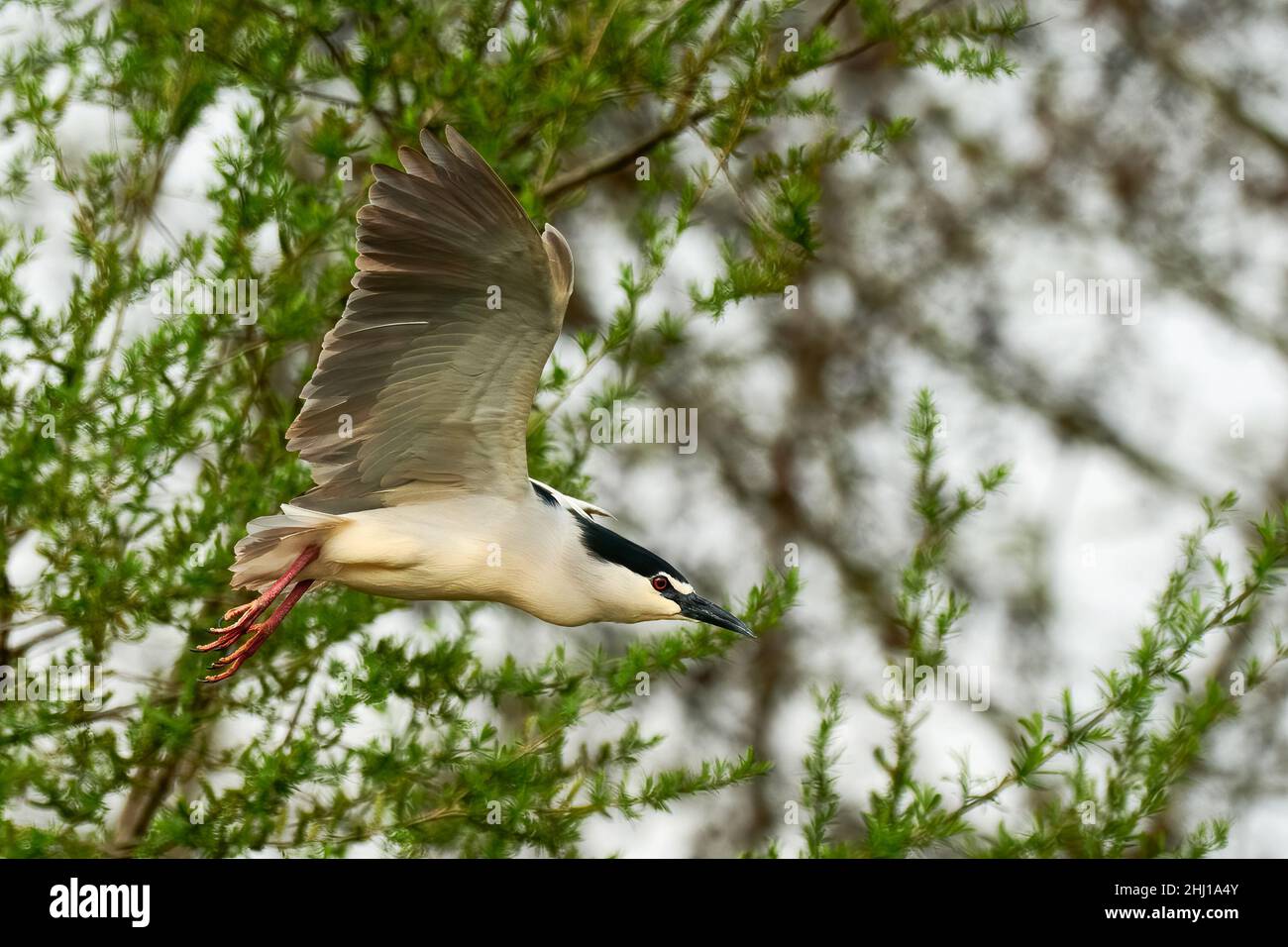 Flight between trees hi-res stock photography and images - Alamy