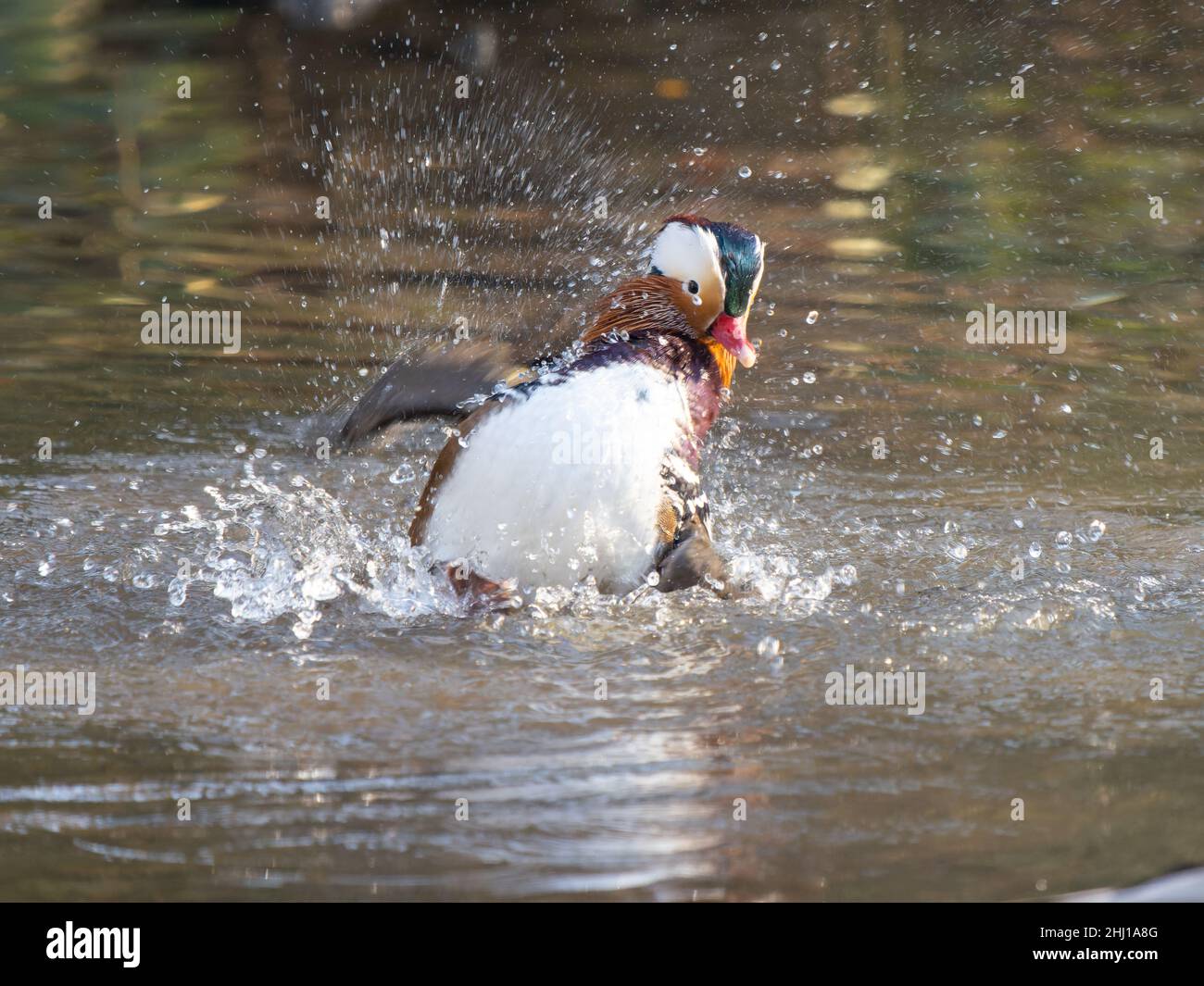 Mandarin Duck Cleaning Itself on a Lake Stock Photo - Alamy