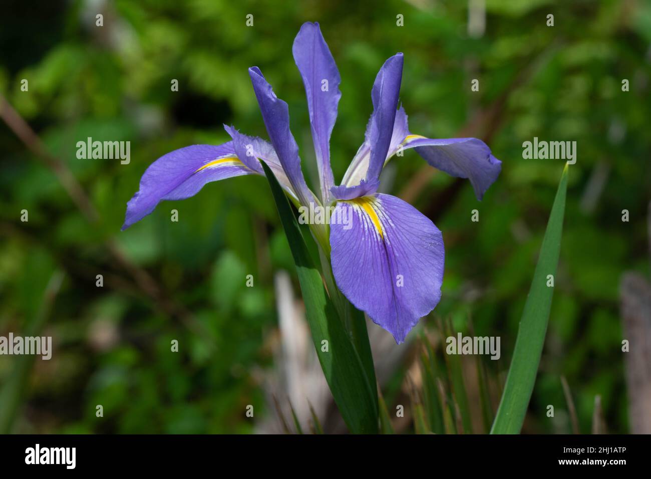 Giant Blue Iris (Iris giganticaerulea) from Jefferson Parish, Louisiana ...
