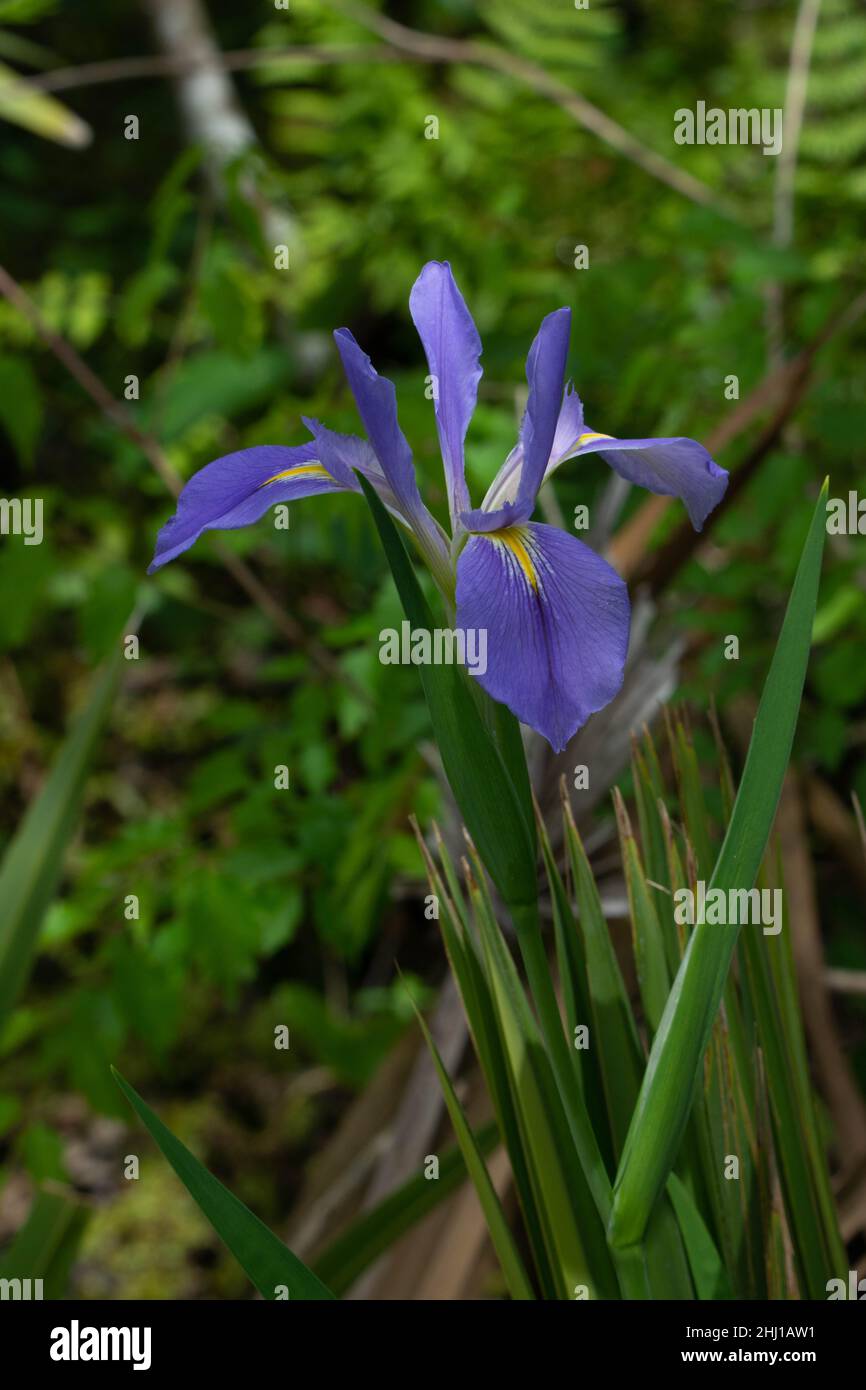 Giant Blue Iris (Iris giganticaerulea) from Jefferson Parish, Louisiana ...