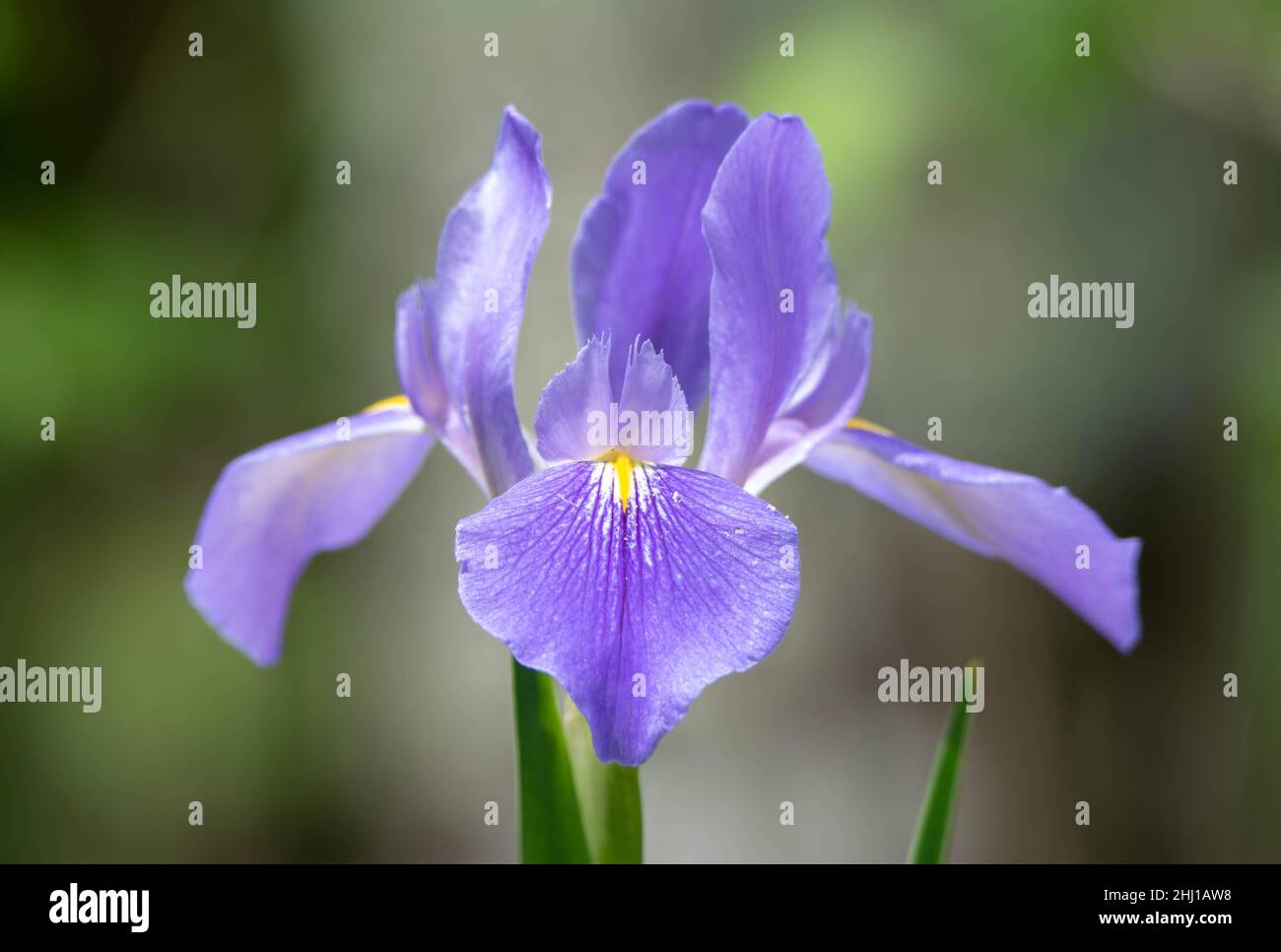 Giant Blue Iris (Iris giganticaerulea) from Jefferson Parish, Louisiana ...