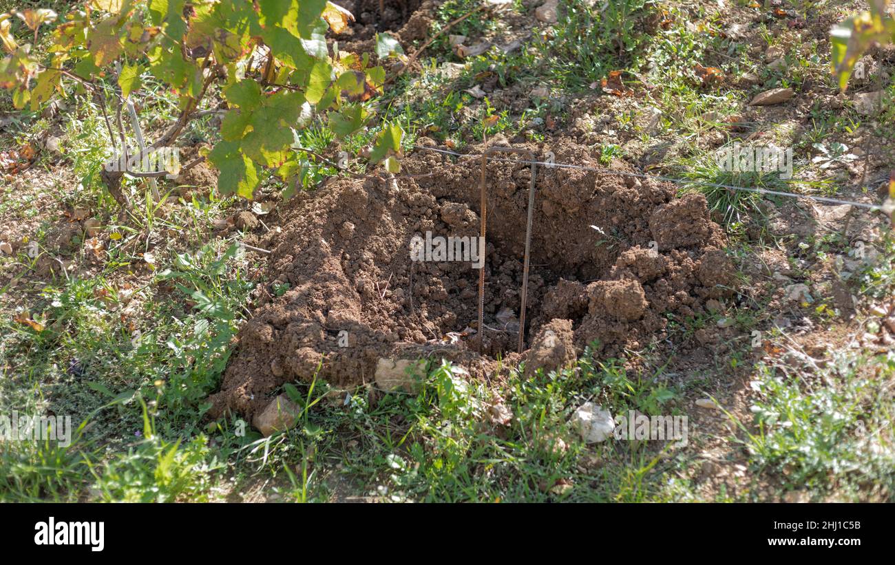 Dead vine hi-res stock photography and images - Alamy