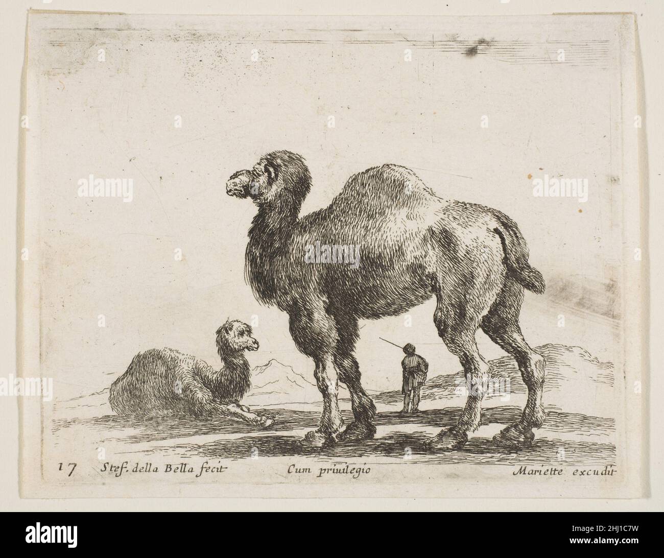 Engraving camel anatomy plate hi-res stock photography and images - Alamy